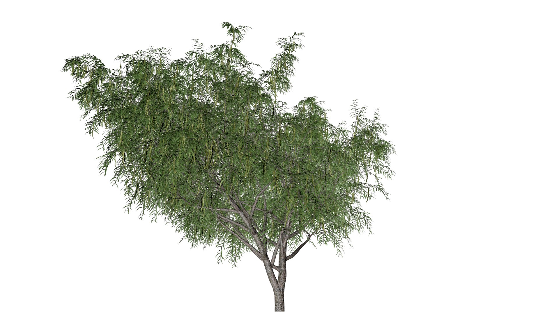 3D Honey Mesquite Tree - 03 - - TurboSquid 2376204