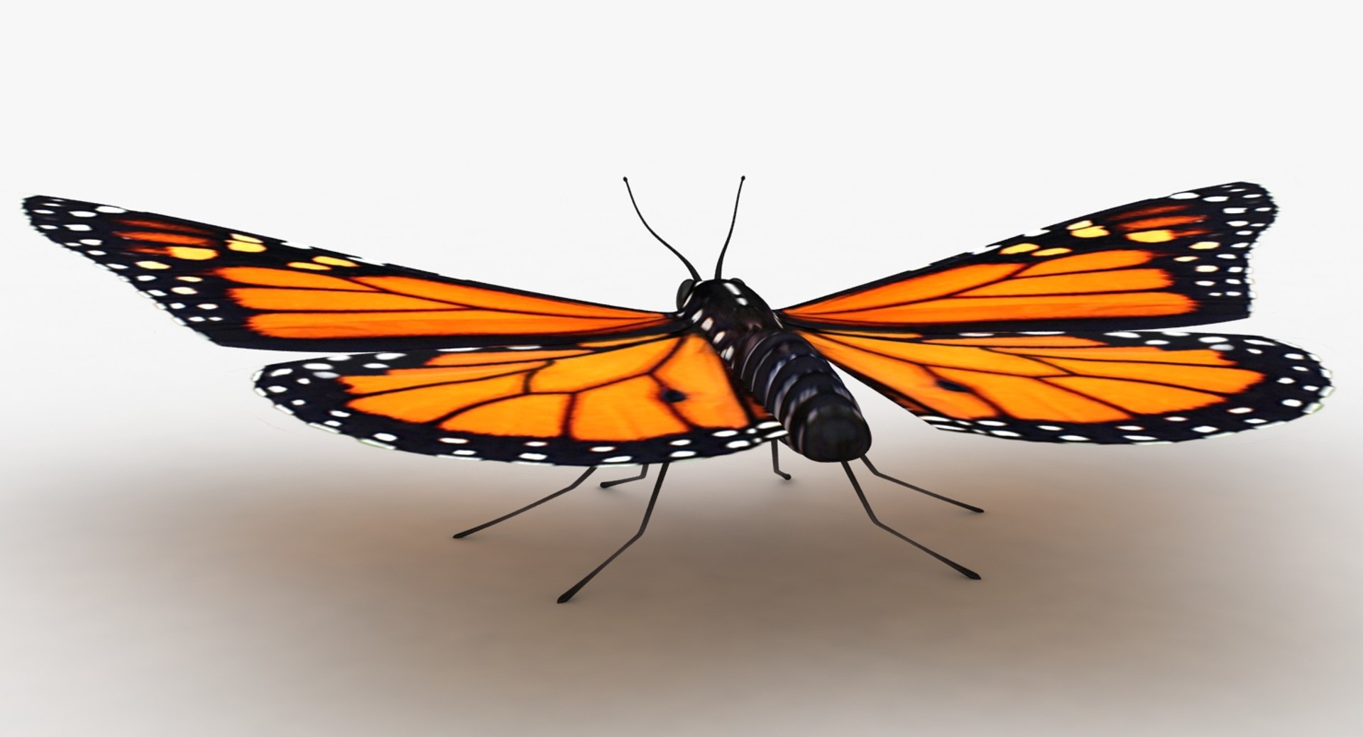 Realistic Monarch Butterfly 3D Model - TurboSquid 1269215