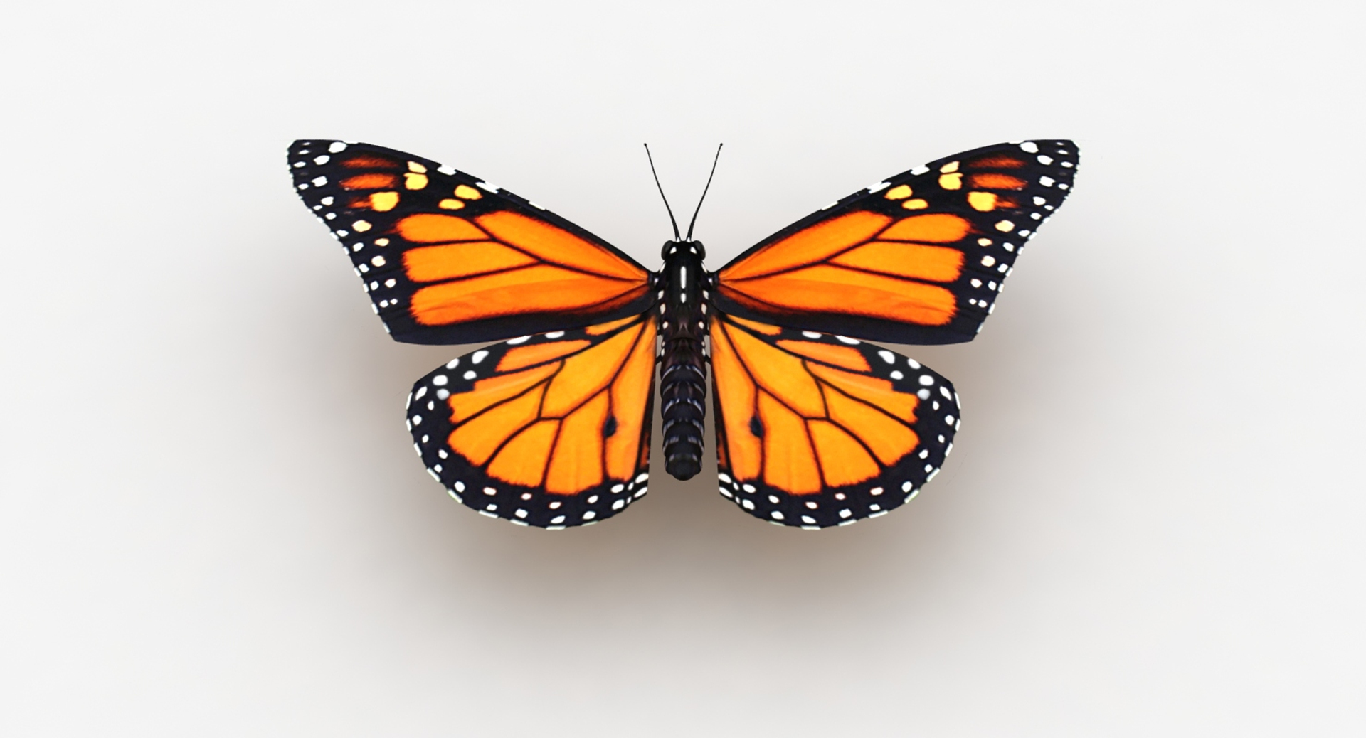 Realistic Monarch Butterfly 3D Model - TurboSquid 1269215