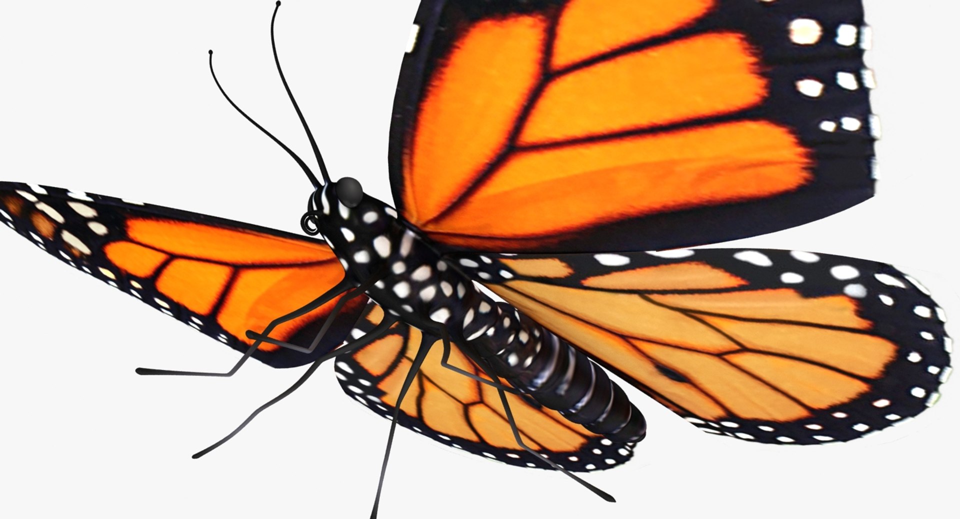 Realistic monarch butterfly 3D model - TurboSquid 1269215