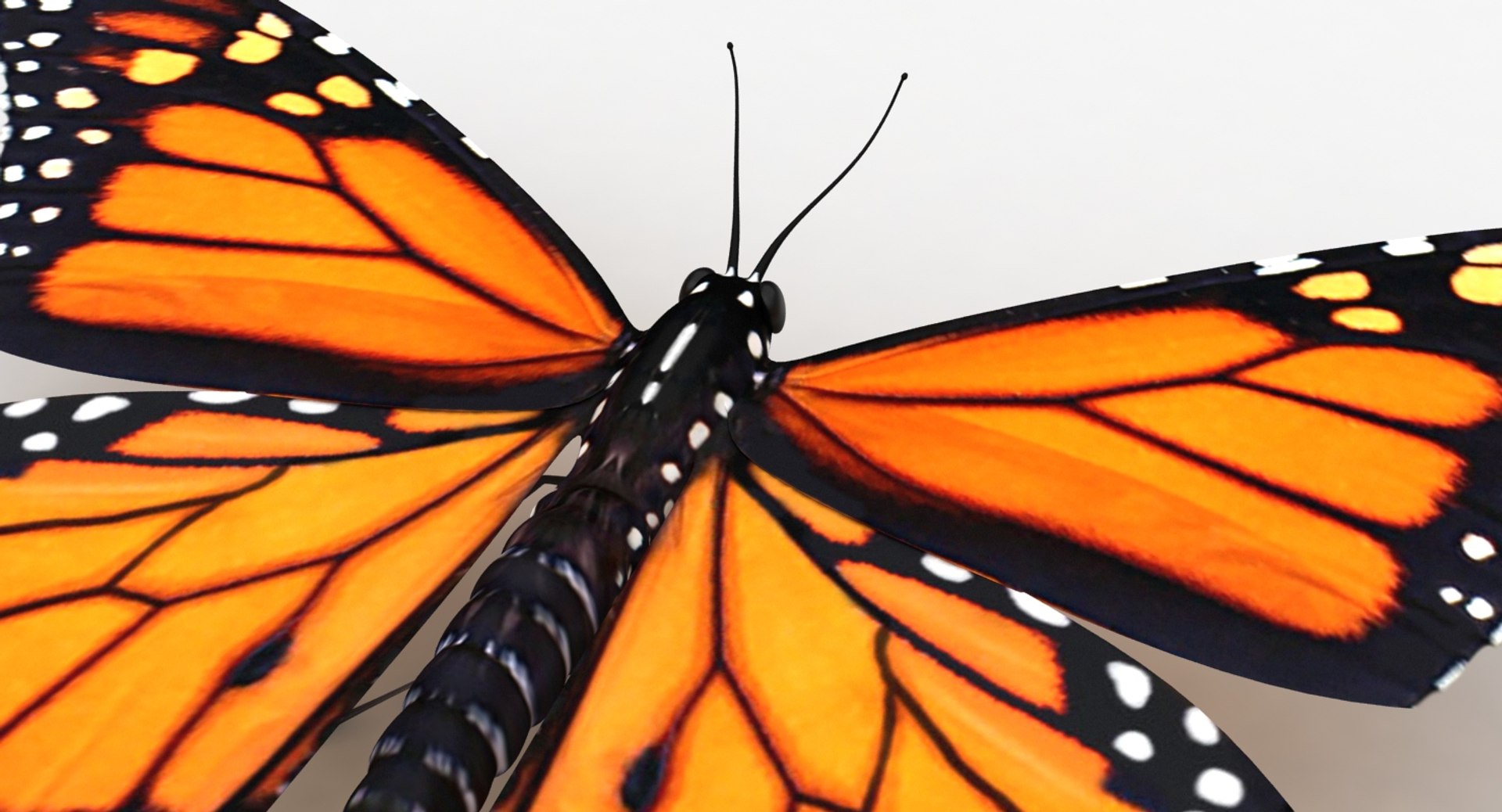 Realistic Monarch Butterfly 3D Model - TurboSquid 1269215