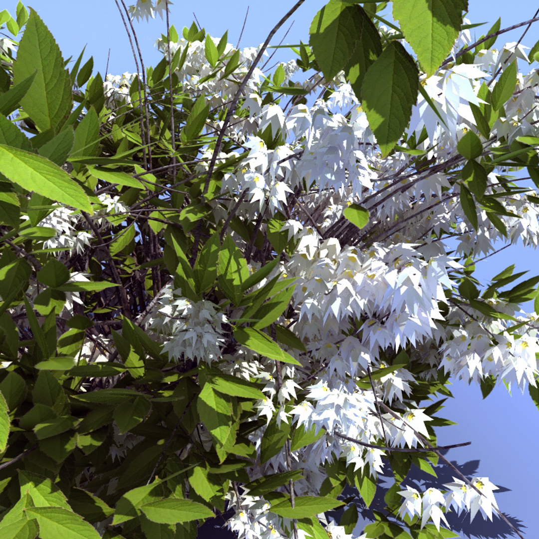deutzia scabra fuzzy 3d model