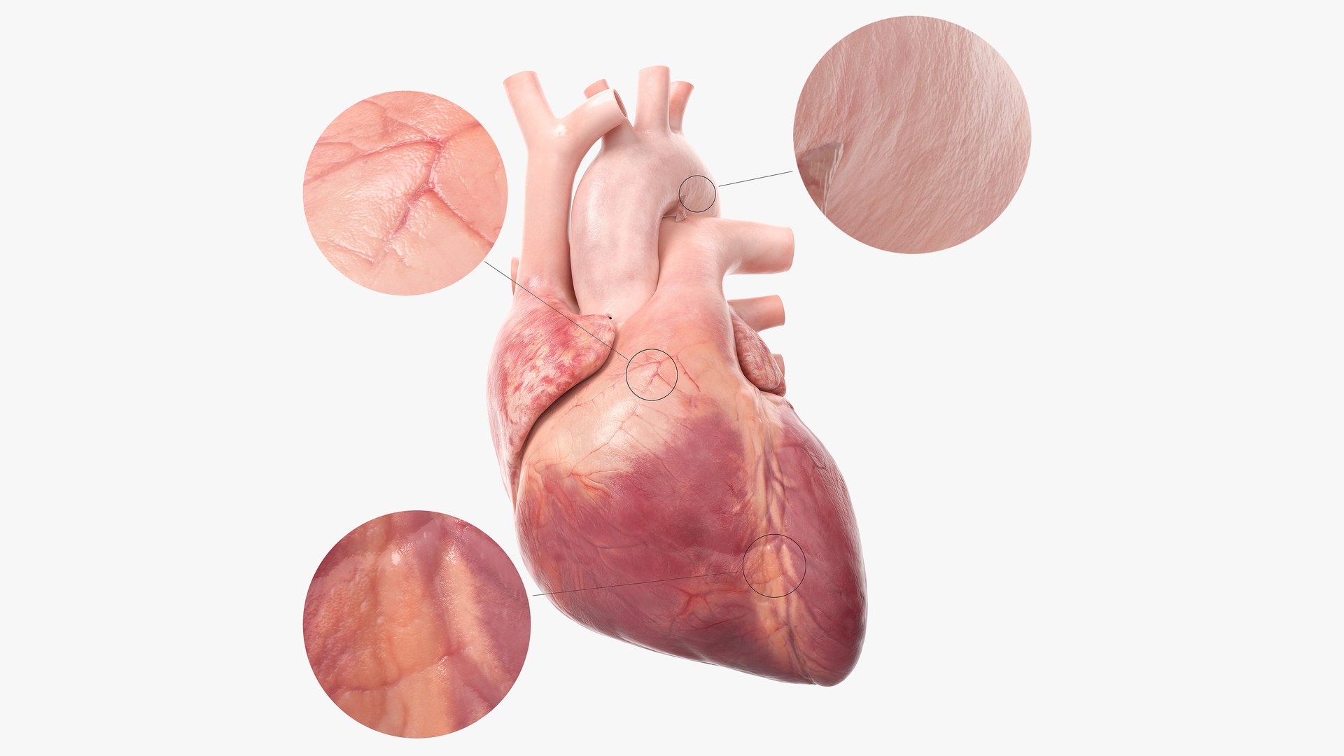 3D Human Heart v2 Animated model - TurboSquid 1754287