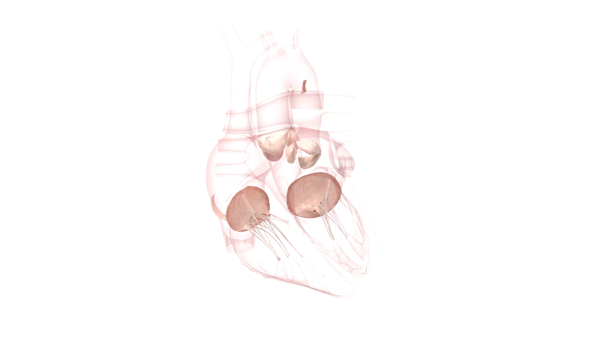 3D Human Heart V2 Animated Model - TurboSquid 1754287