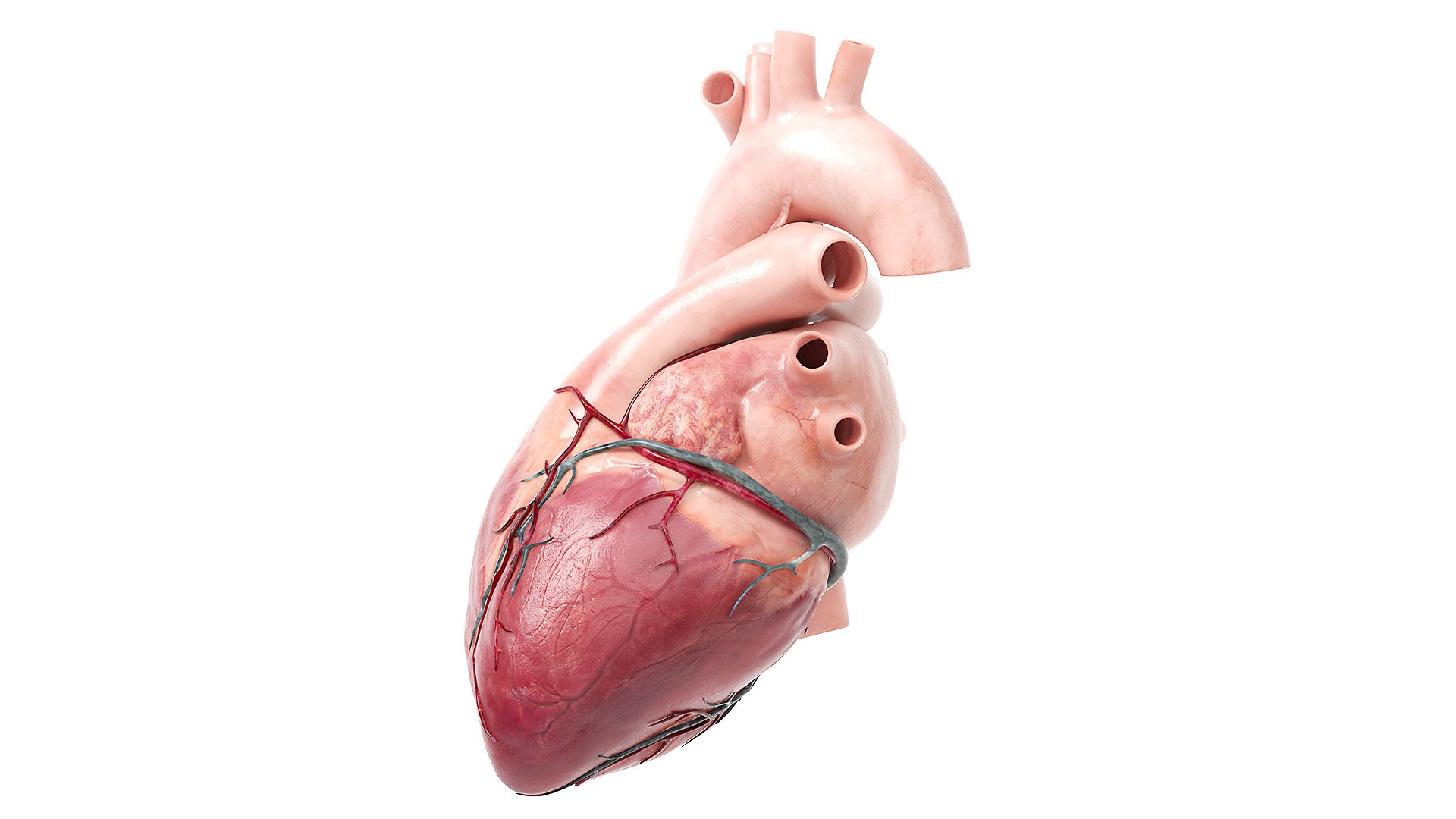 3D Human Heart V2 Animated Model - TurboSquid 1754287