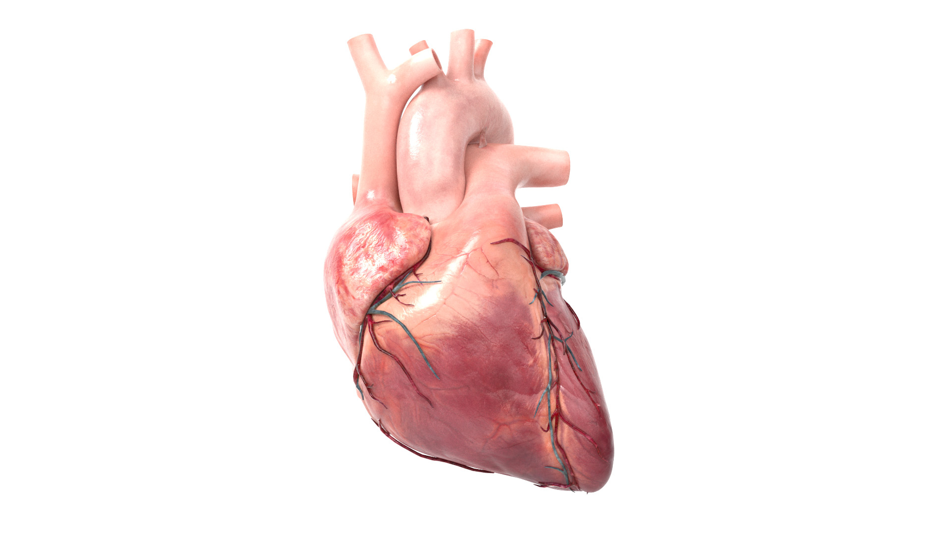 3D Human Heart V2 Animated Model - TurboSquid 1754287