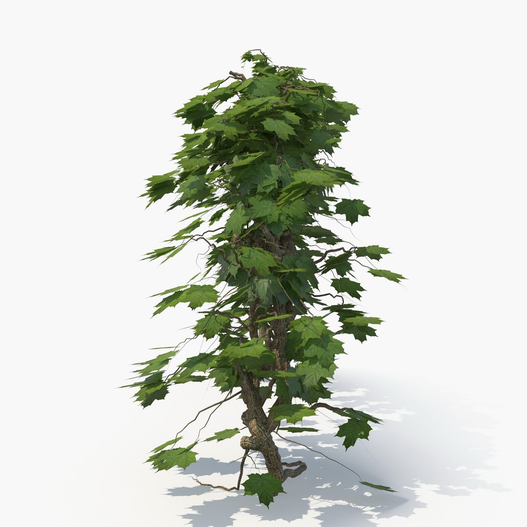 Realistic Ivy 3D Model - TurboSquid 1151355