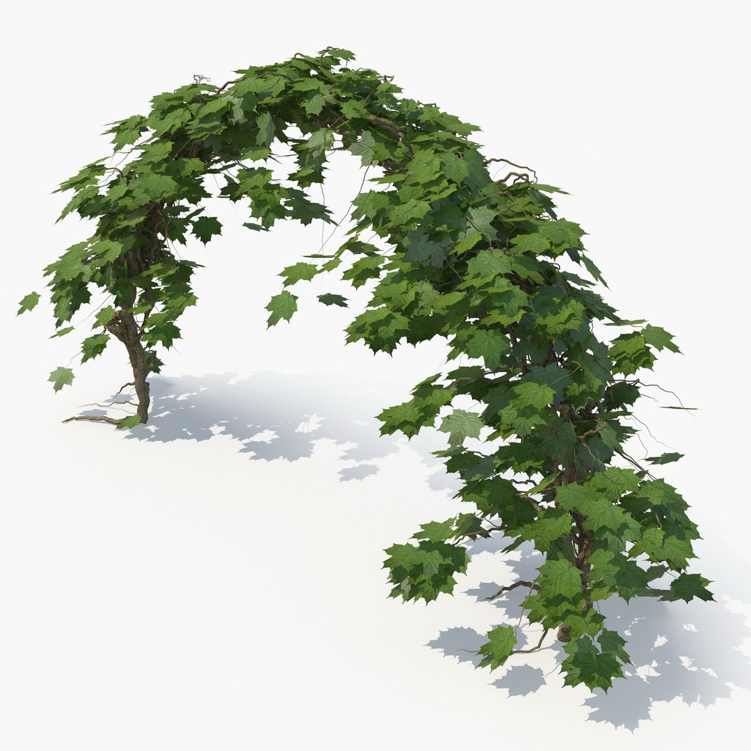 Realistic Ivy 3D Model - TurboSquid 1151355