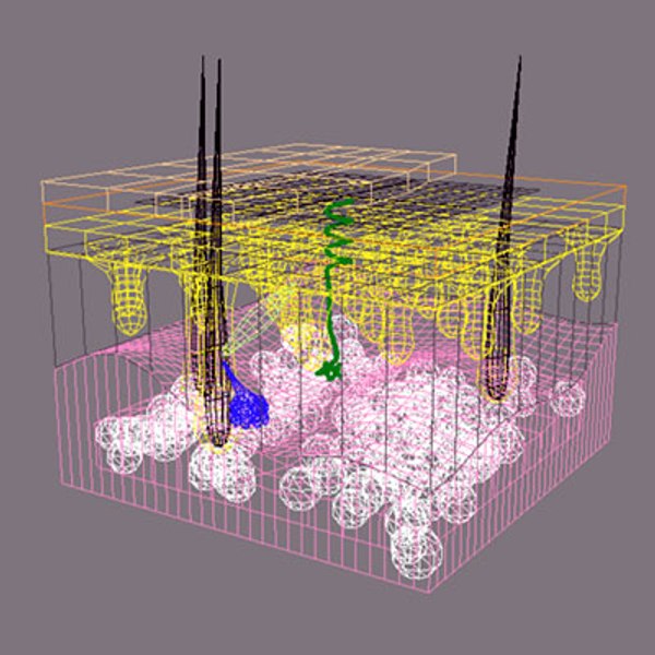 skin layer 3d model