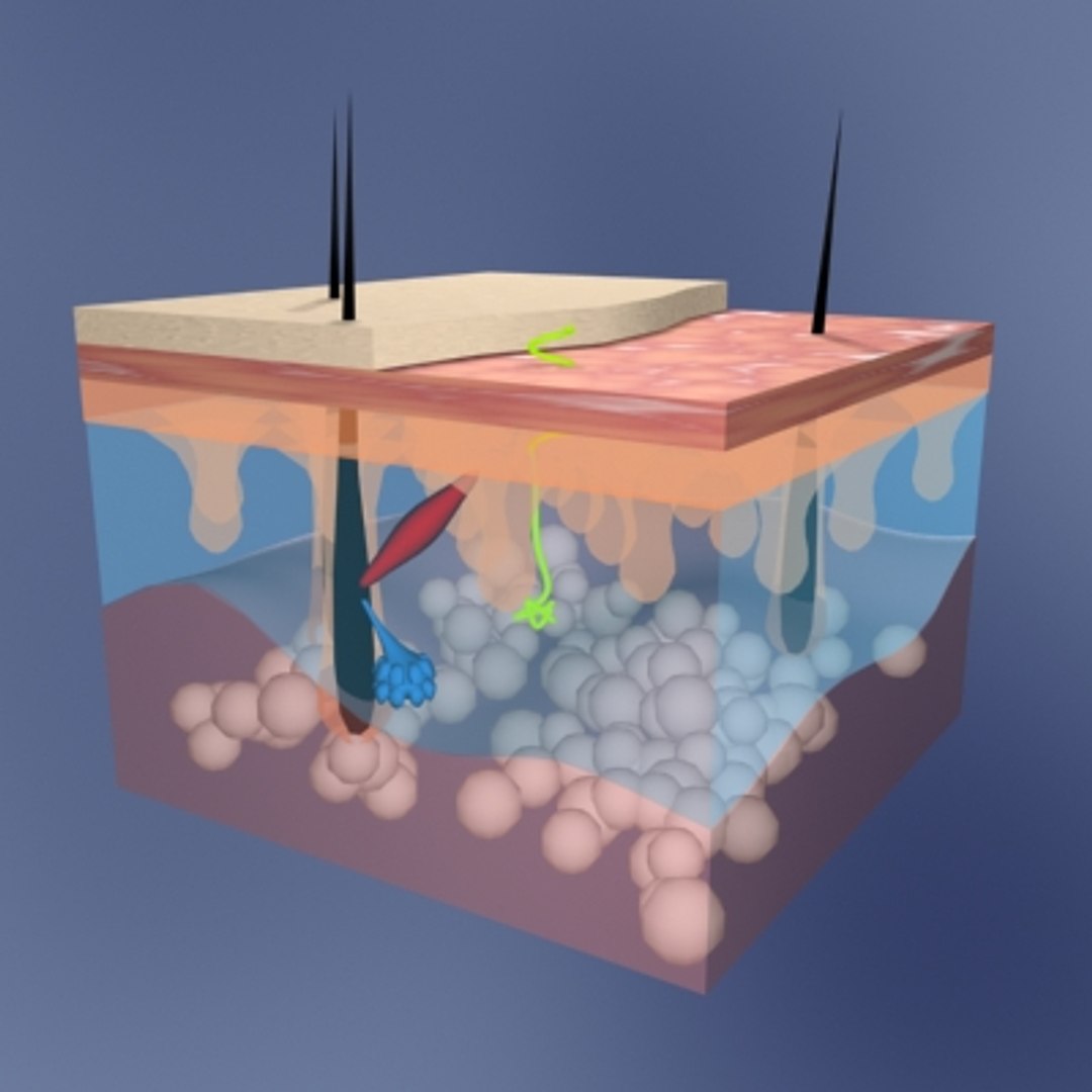Skin Layer 3d Model