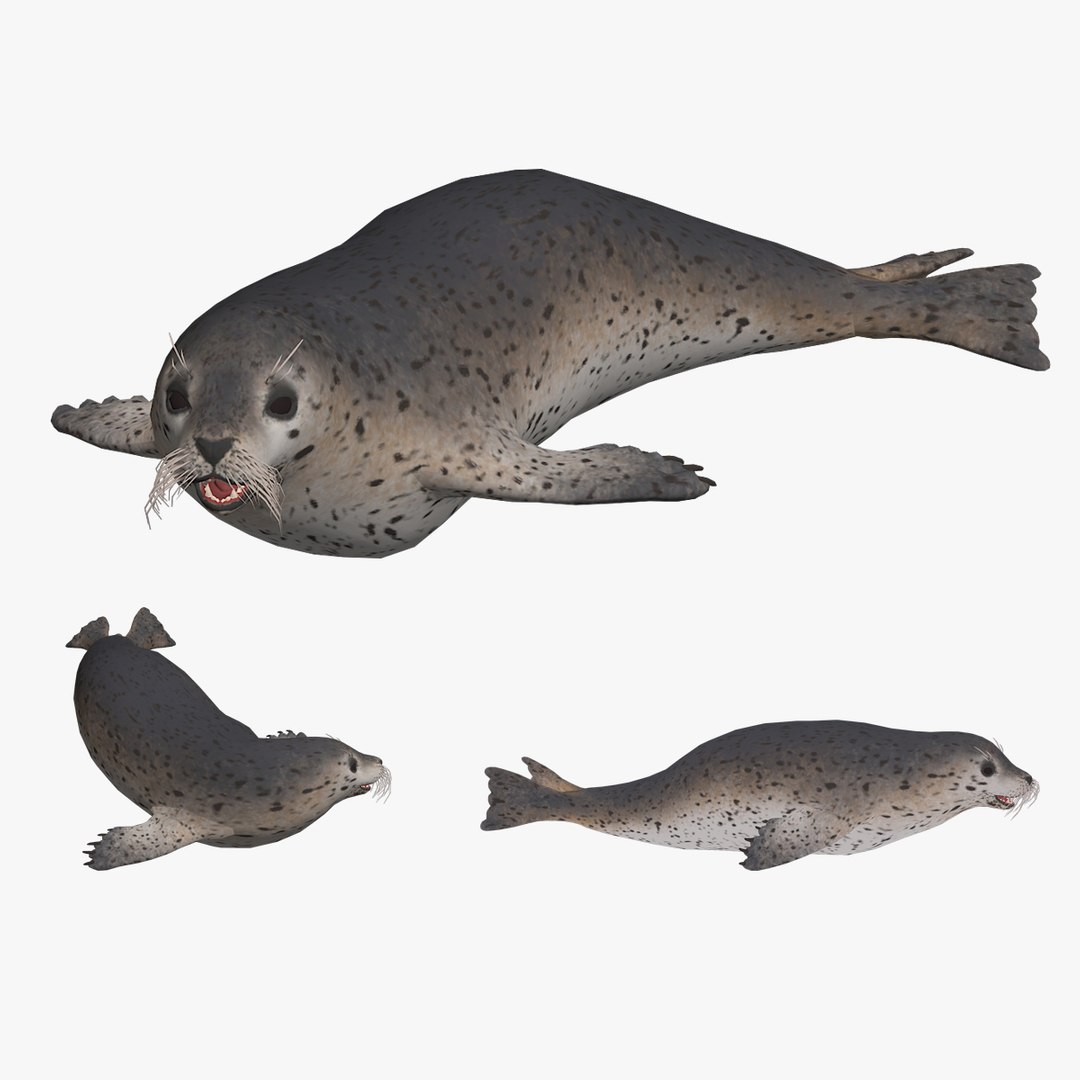 Animated seal 3D - TurboSquid 2152697