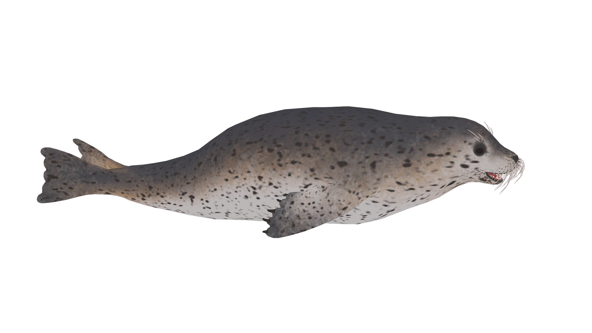 Animated seal 3D - TurboSquid 2152697