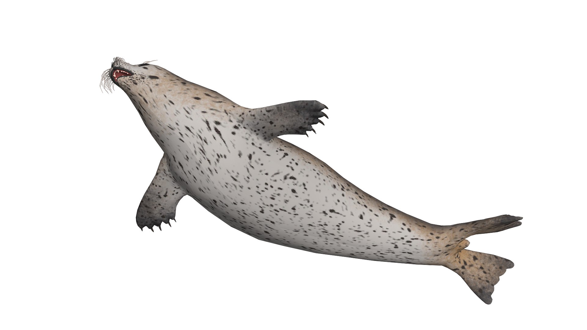 Animated seal 3D - TurboSquid 2152697