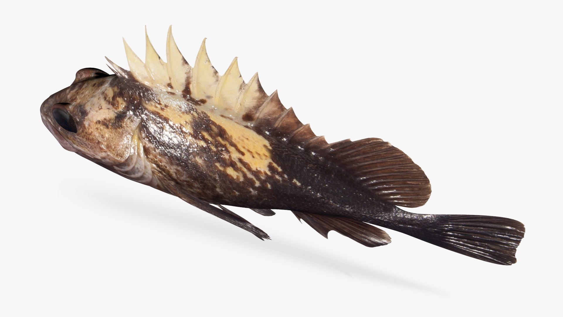 3D Quillback Rockfish Variant Model - TurboSquid 1691484