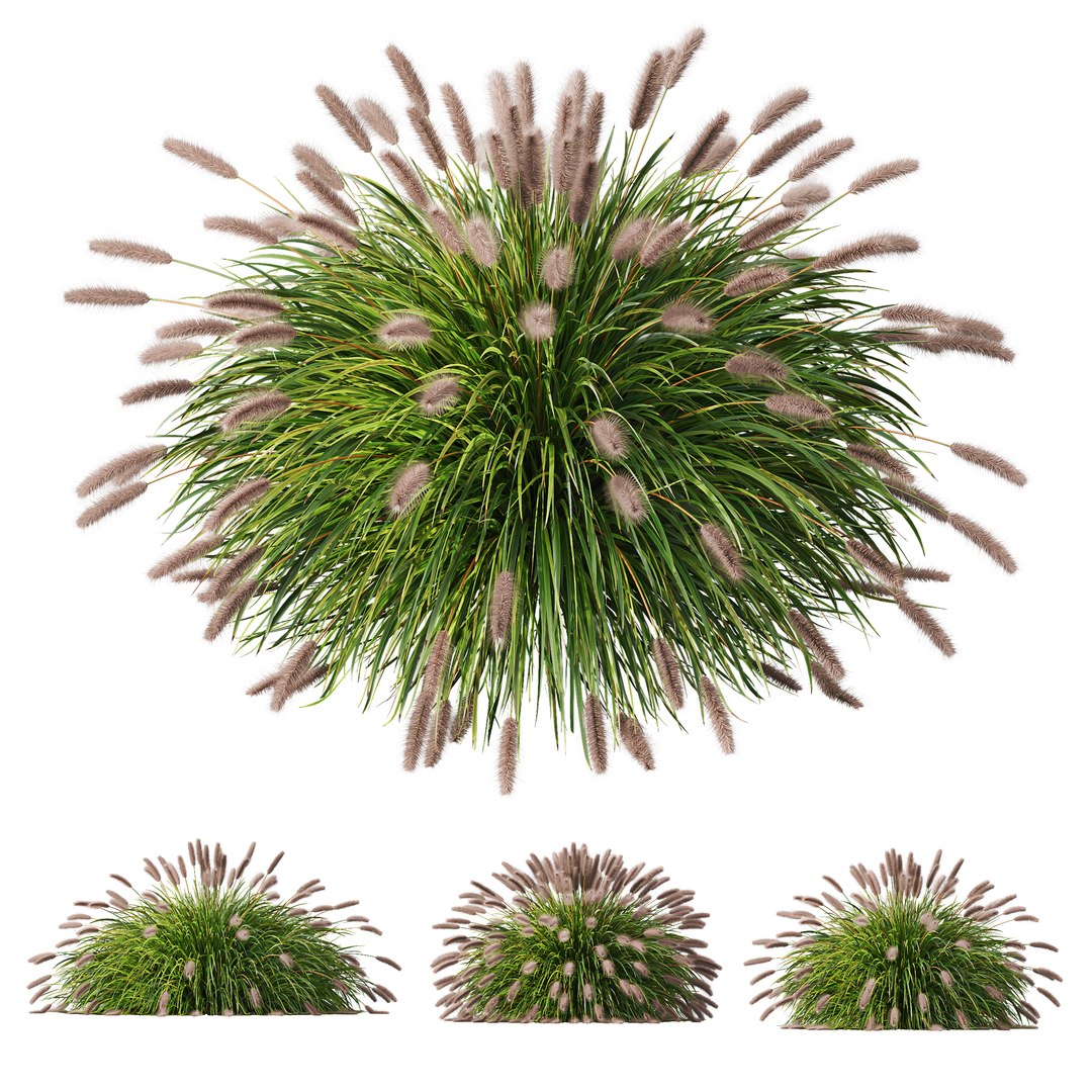 3D HQ Plants Pennisetum Alopecuroides Lampenputzergras Fountain Hameln ...