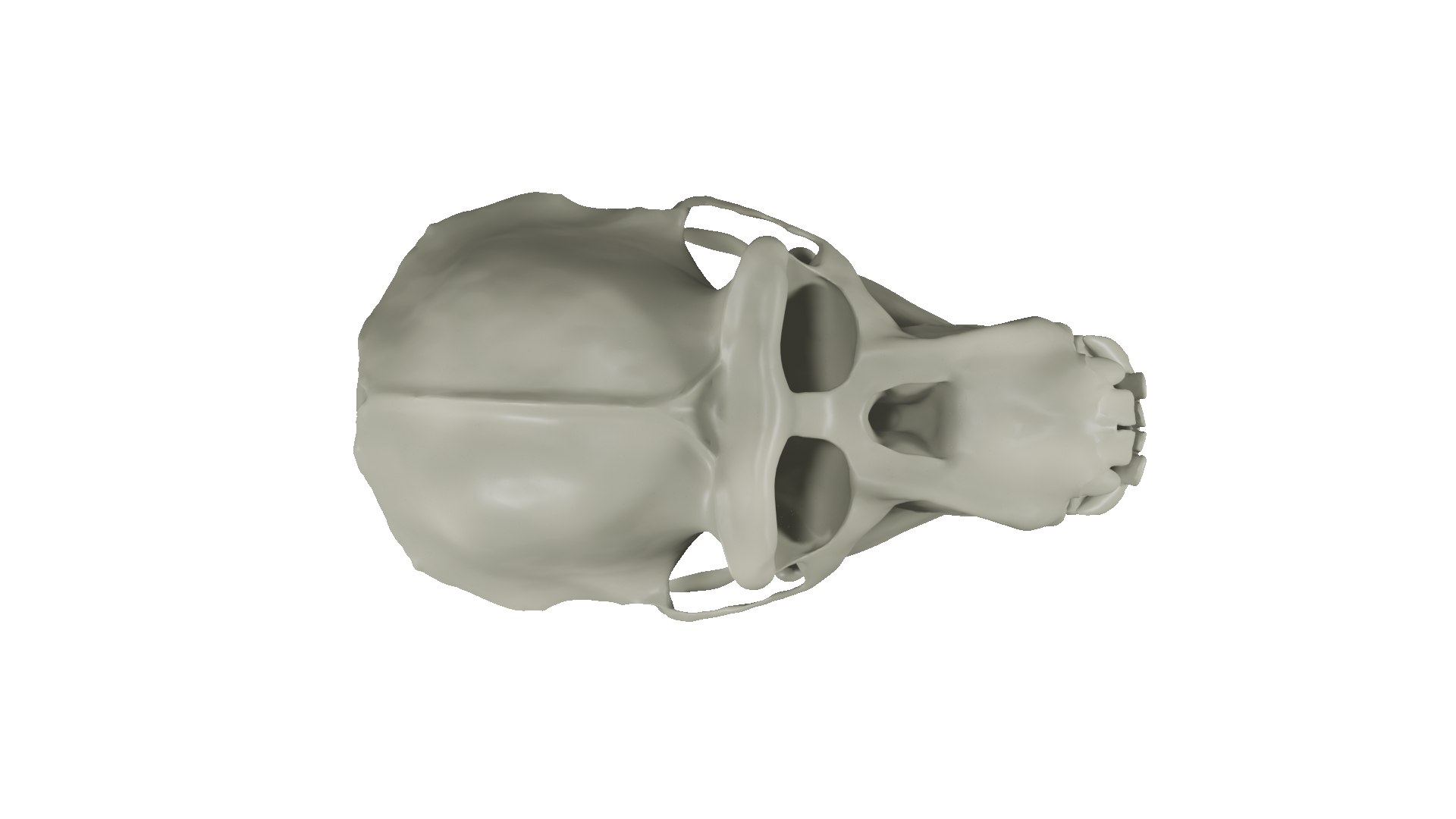 Realistic Chimpanzee Adult Skull 3D - TurboSquid 1972396