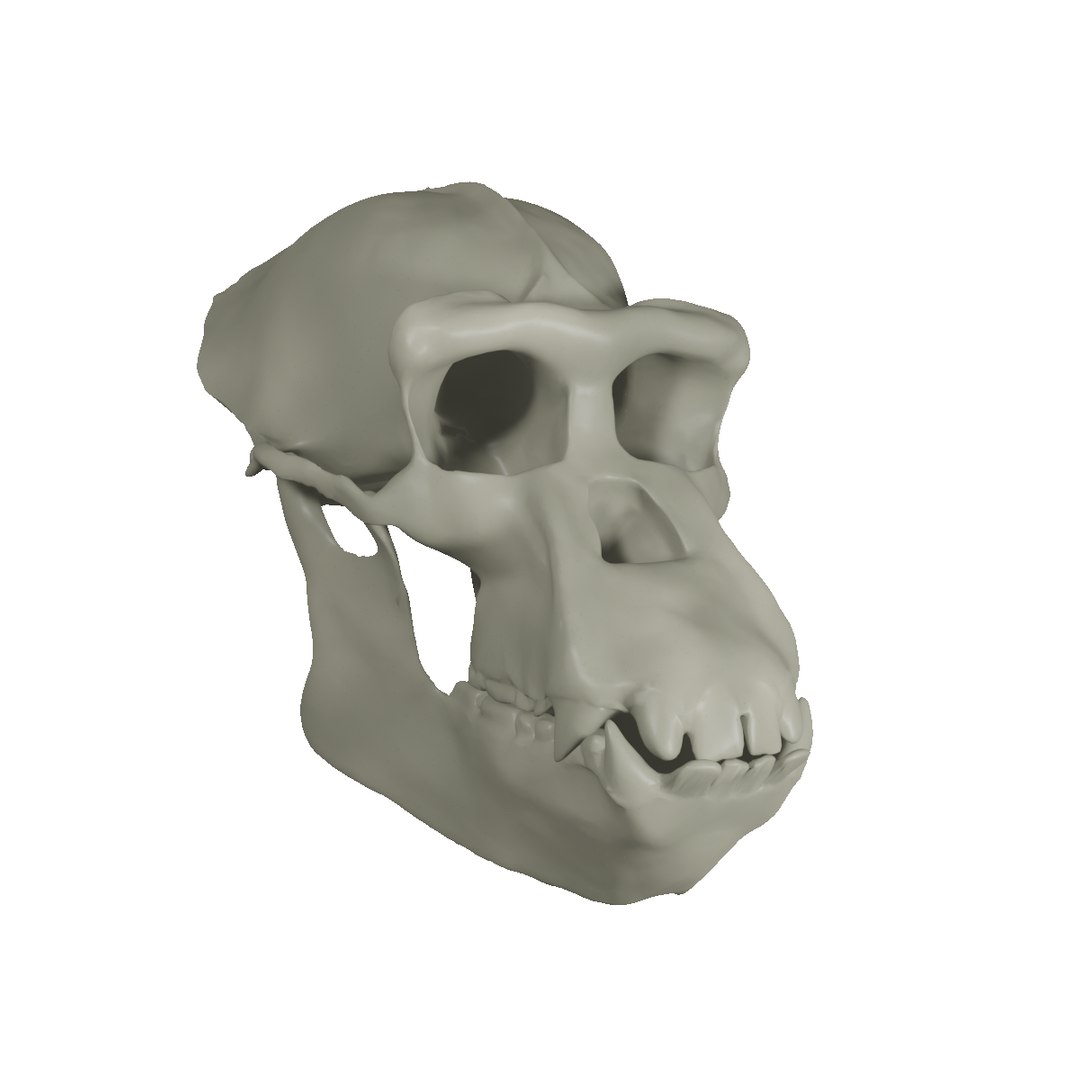Realistic Chimpanzee Adult Skull 3D - TurboSquid 1972396