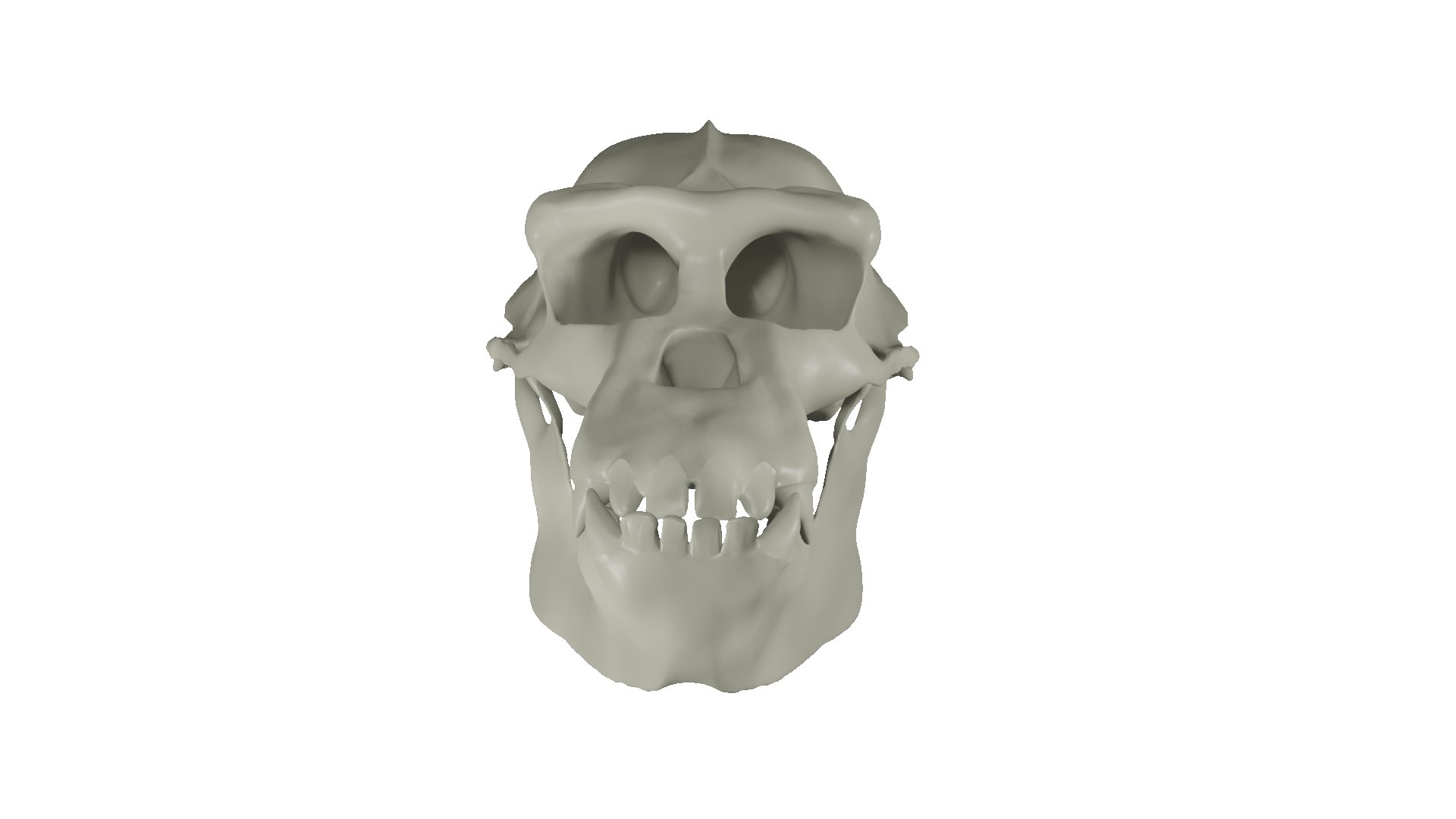 Realistic Chimpanzee Adult Skull 3D - TurboSquid 1972396