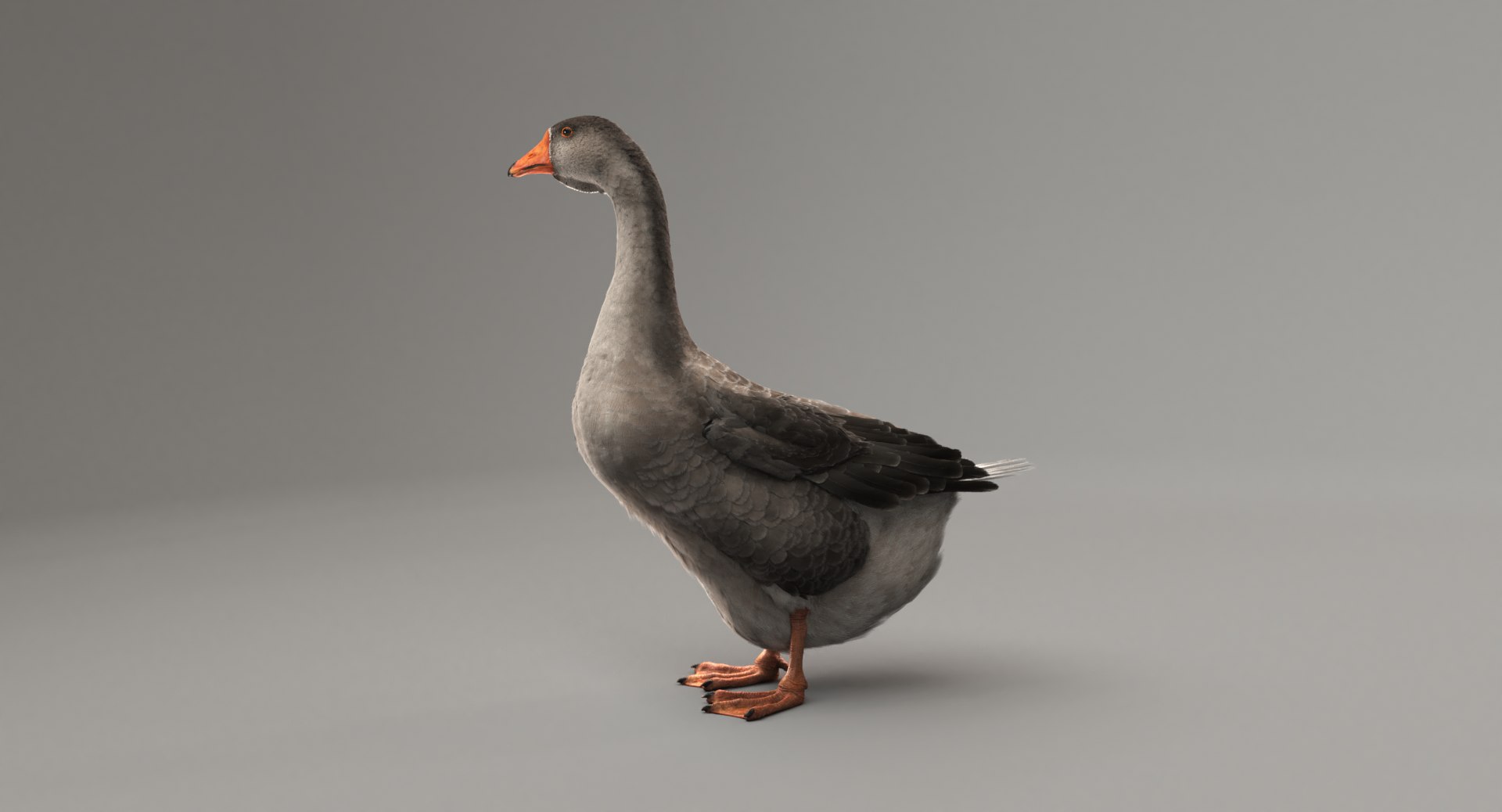 Goose Rigged Animate Model - TurboSquid 1399175