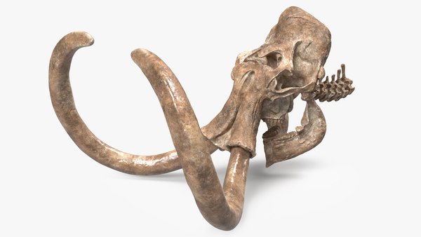modelo 3d Mamut Skull Old Bones - TurboSquid 1800422