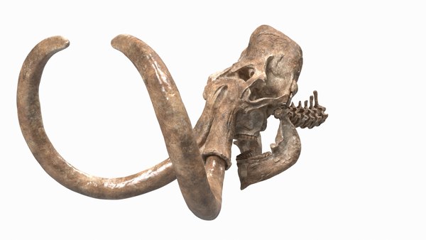 modelo 3d Mamut Skull Old Bones - TurboSquid 1800422