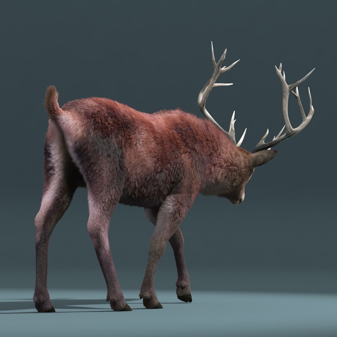 3d Red Deer Stag 3 Model