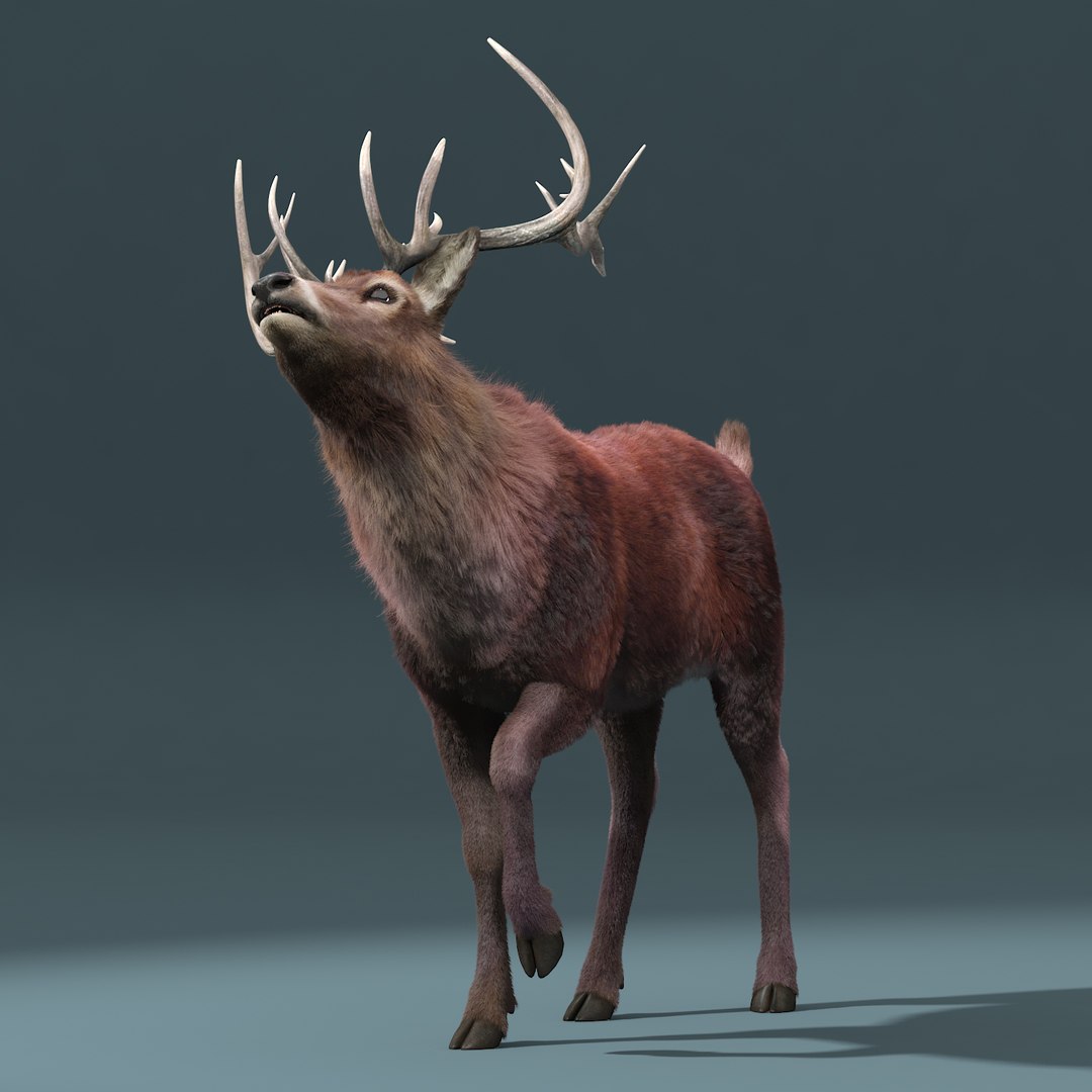 3d Red Deer Stag 3 Model