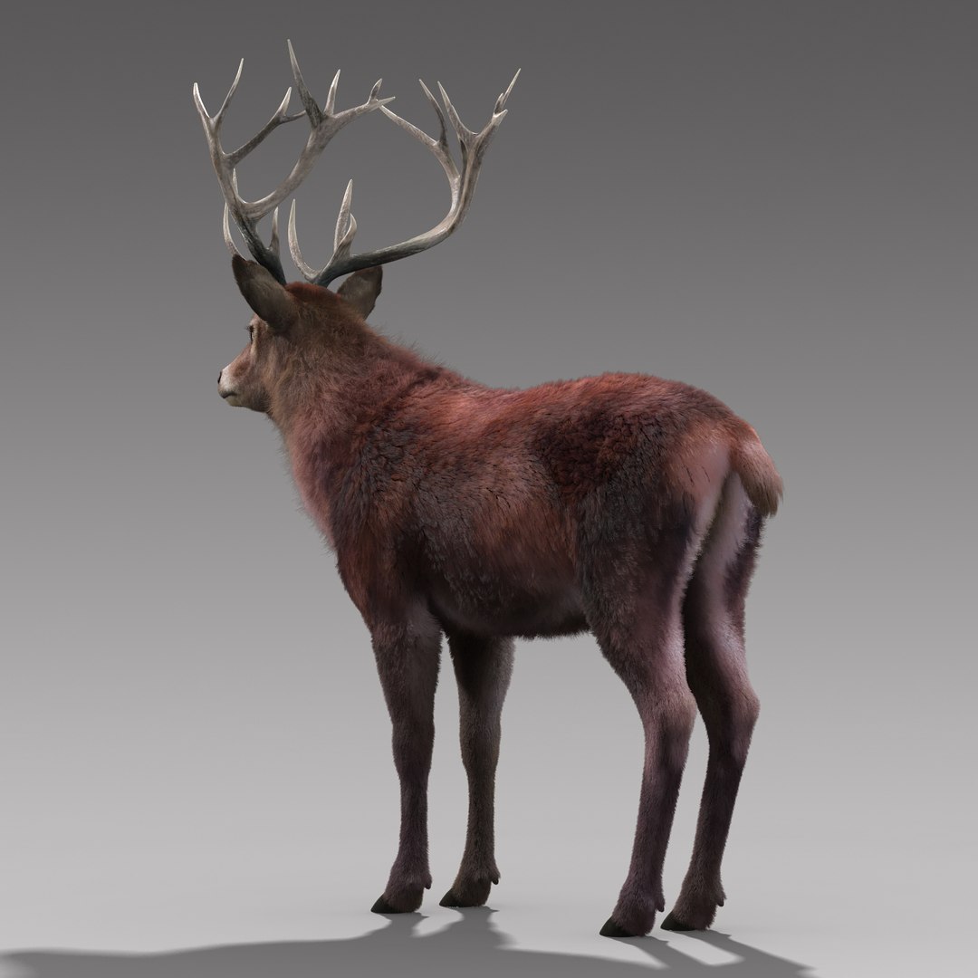 3d red deer stag 3 model