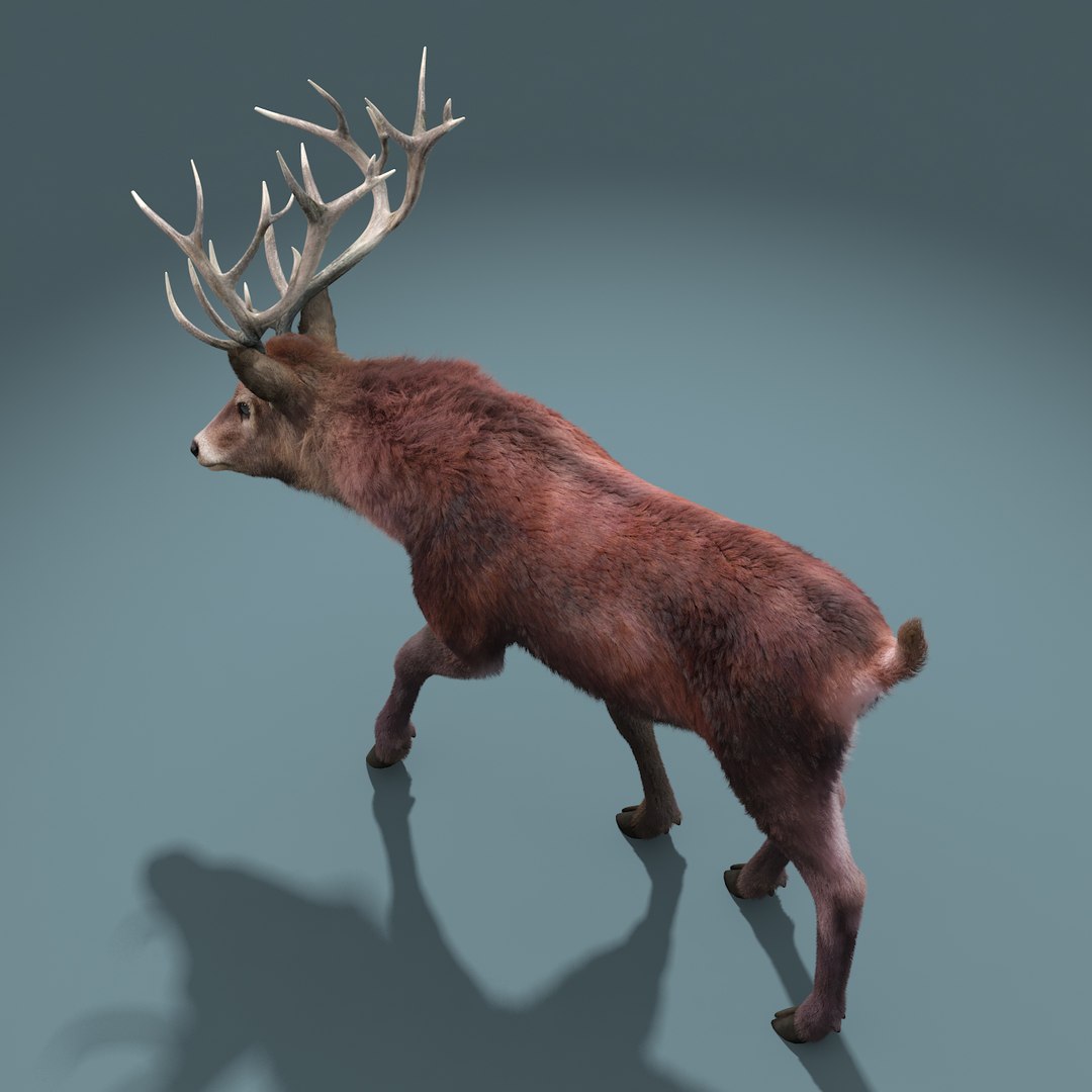 3d Red Deer Stag 3 Model