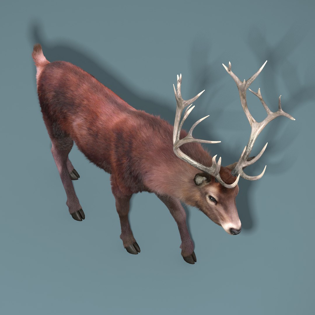 3d Red Deer Stag 3 Model