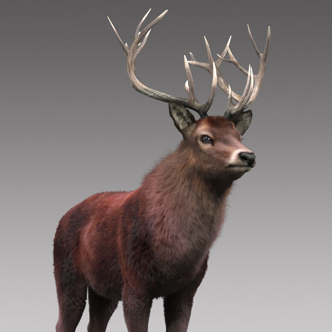 3d red deer stag 3 model