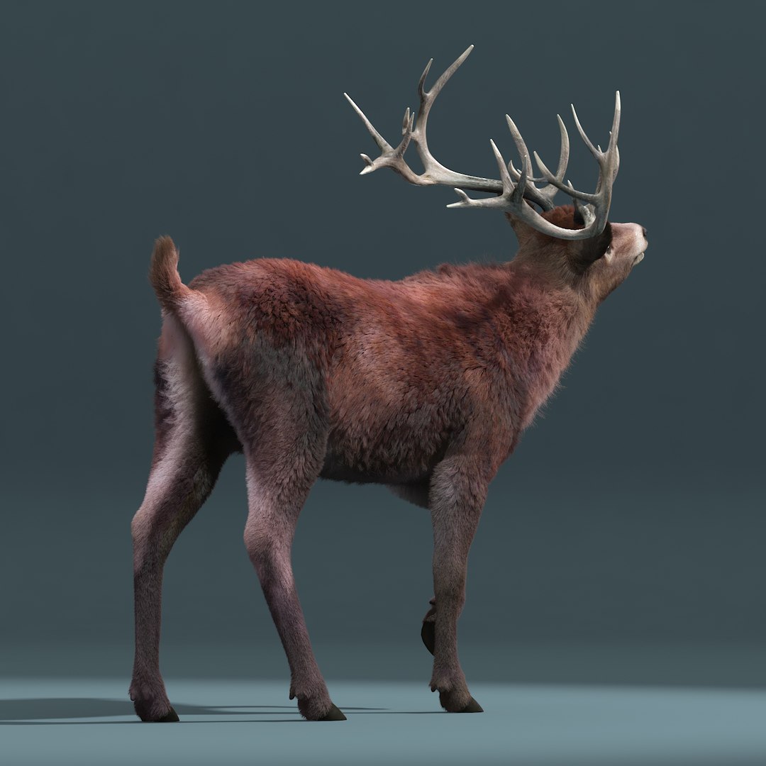 3d Red Deer Stag 3 Model