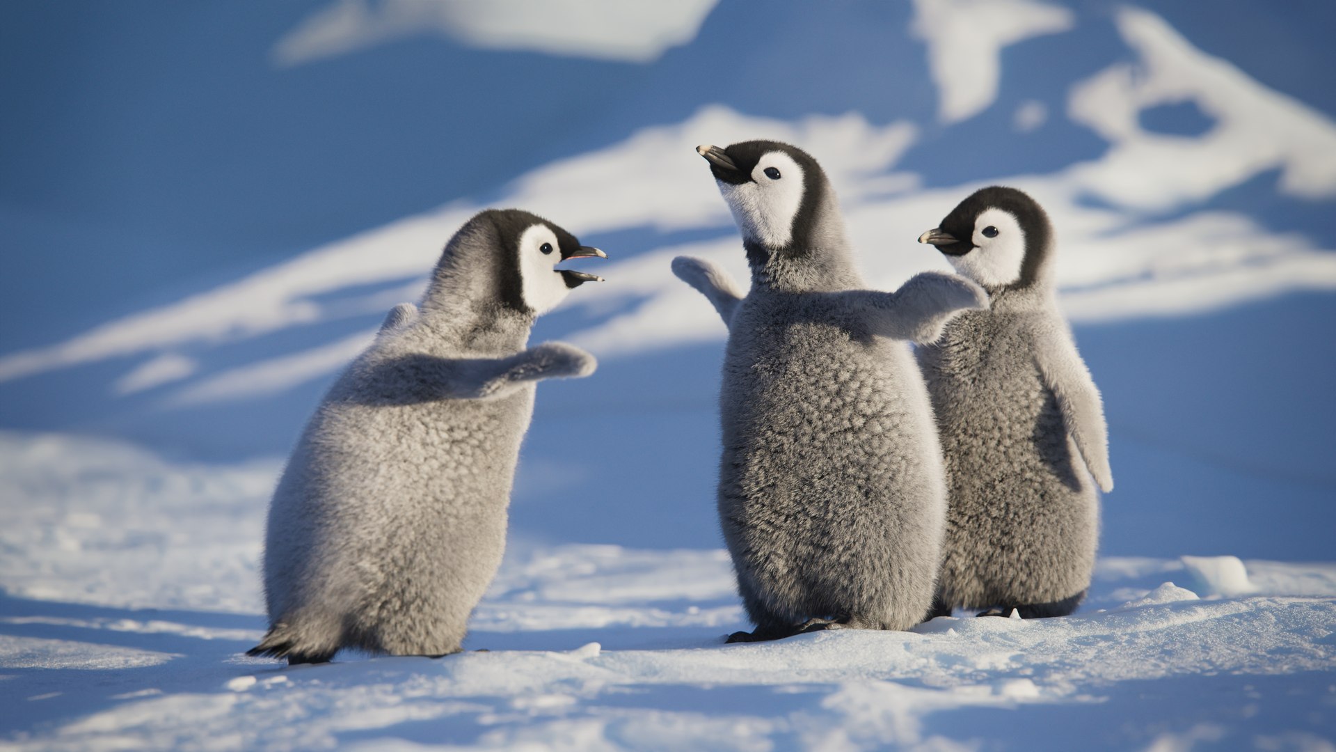 3D Baby Emperor Penguin Animated Model - TurboSquid 2078935