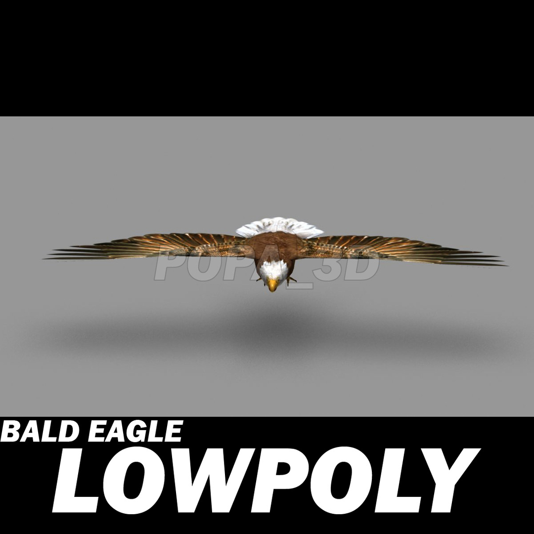 3d Bald Eagle