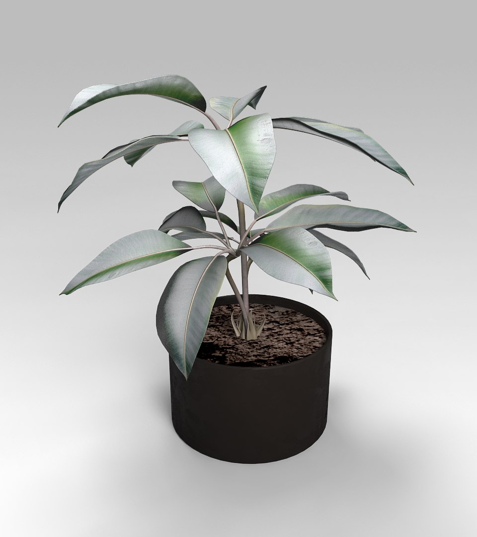 pipal plant 3d model