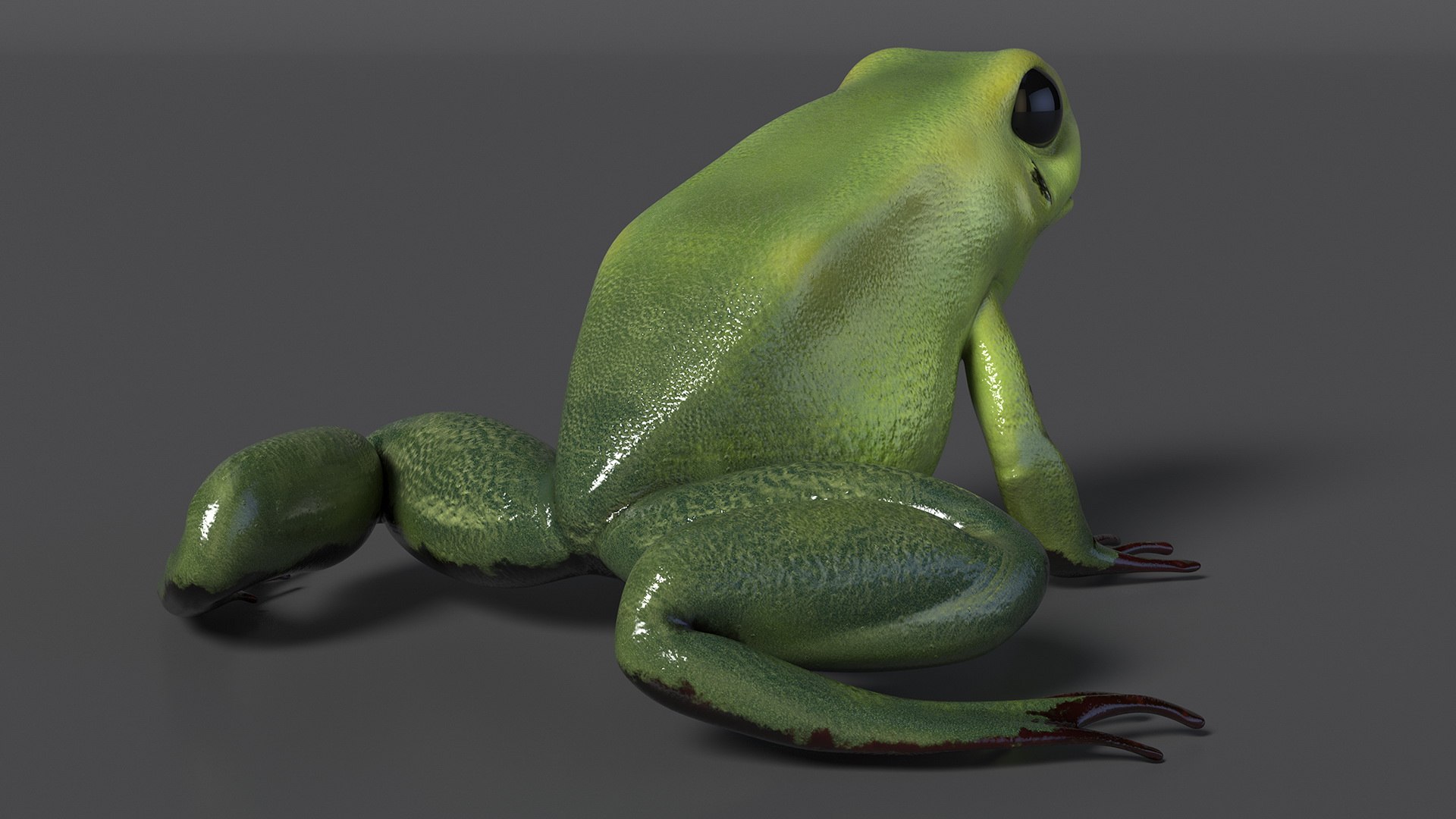 3D Green Morph Dart Frog Rigged Model - TurboSquid 2185967
