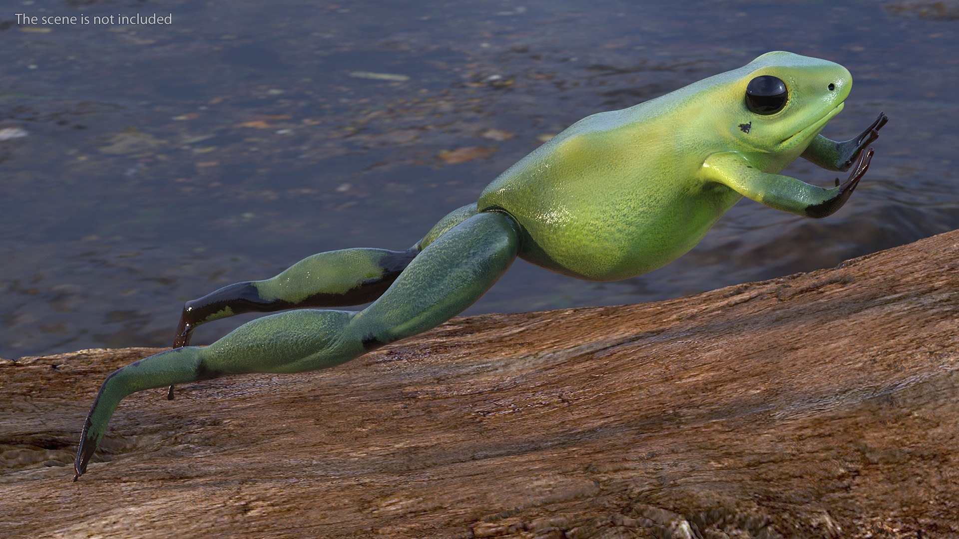 3D Green Morph Dart Frog Rigged Model - TurboSquid 2185967
