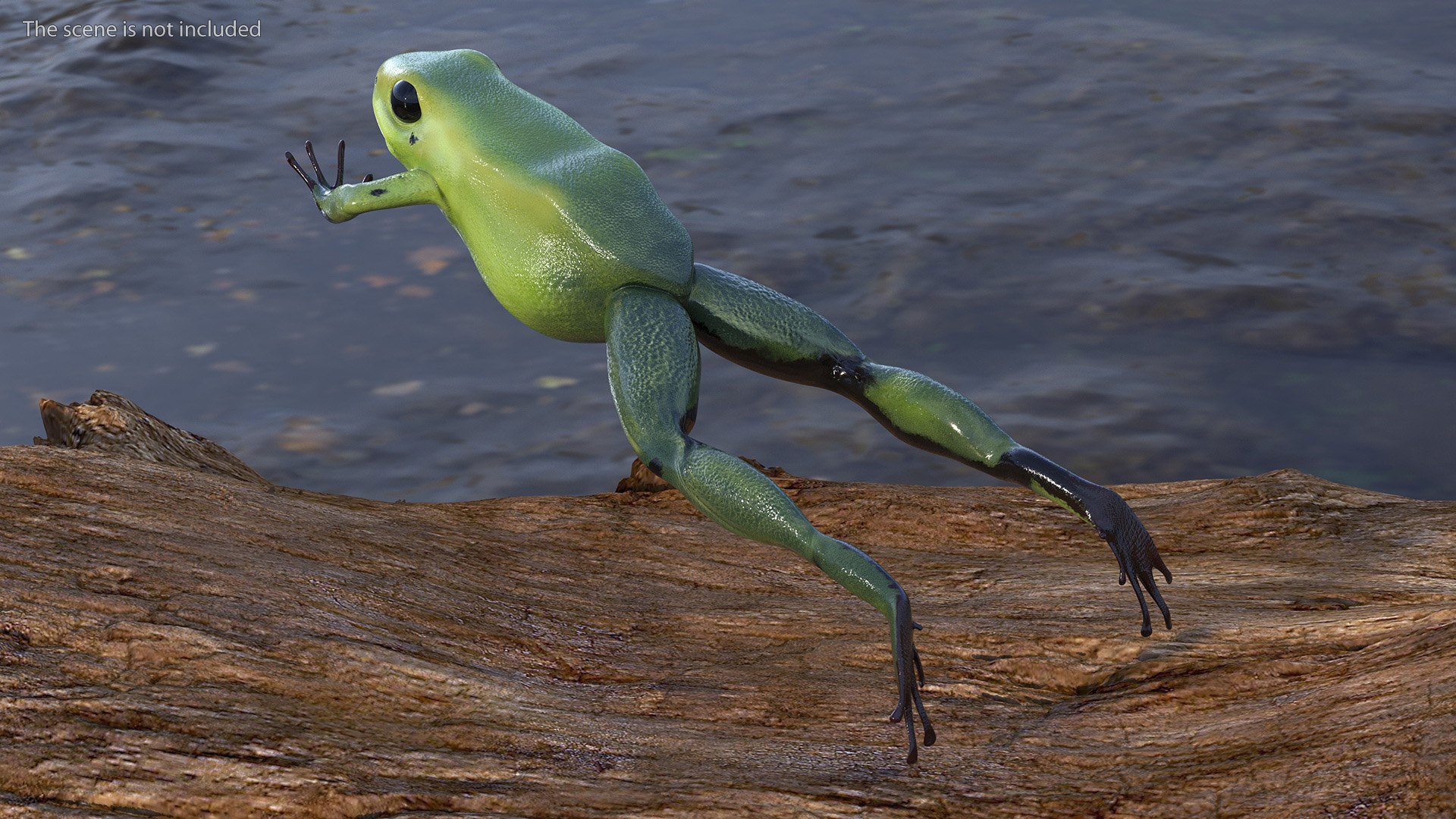 3D Green Morph Dart Frog Rigged Model - TurboSquid 2185967