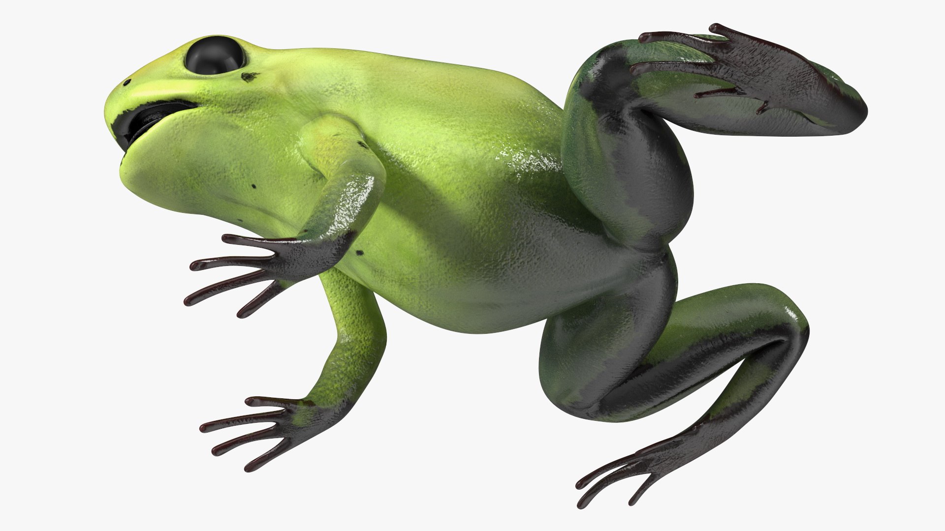3D Green Morph Dart Frog Rigged Model - TurboSquid 2185967