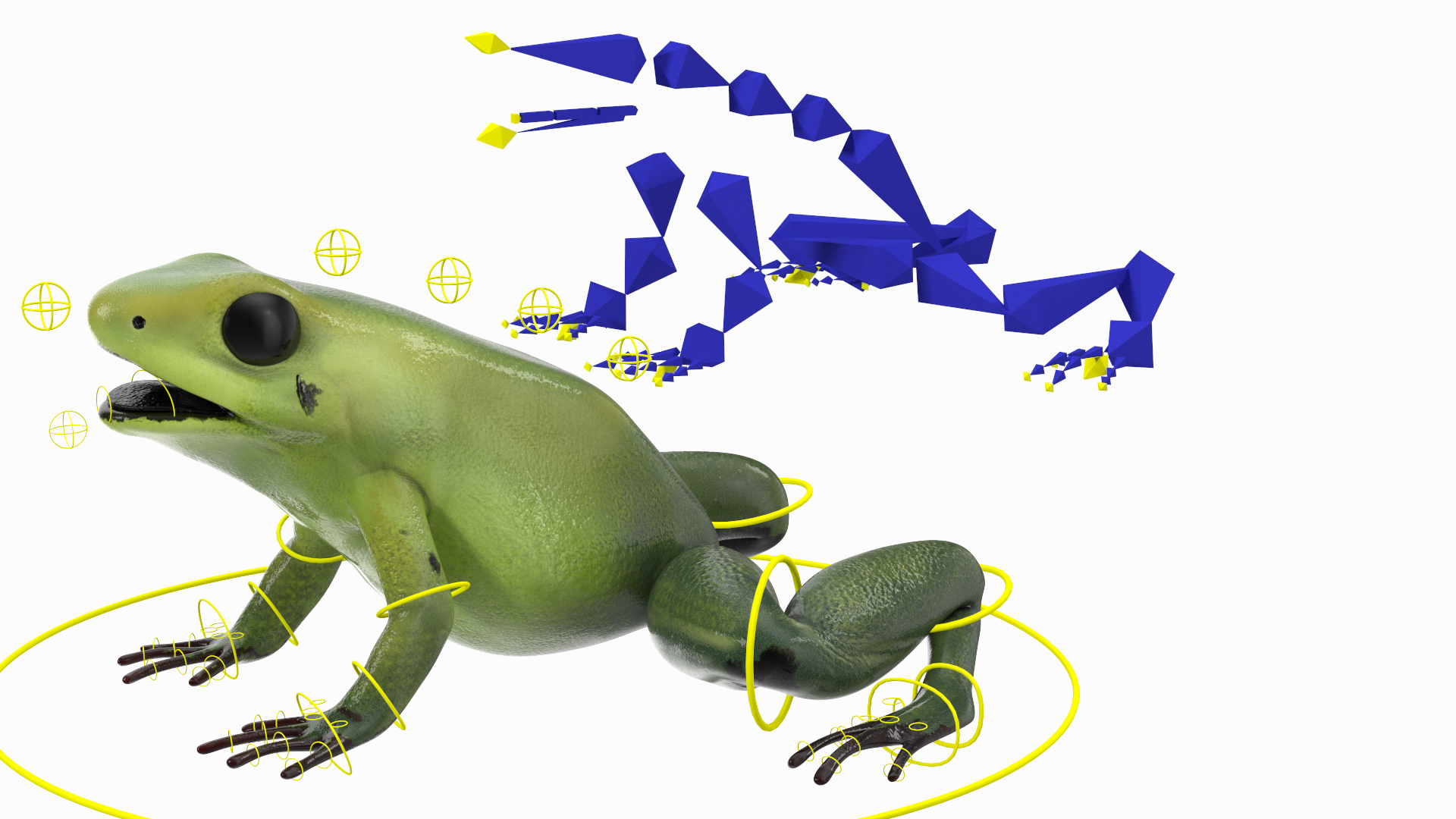 3D Green Morph Dart Frog Rigged Model - TurboSquid 2185967