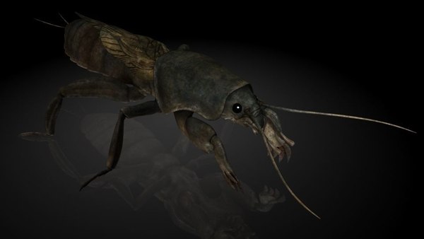 modelo 3d Colección de insectos 15 mole grillo - TurboSquid 1214365