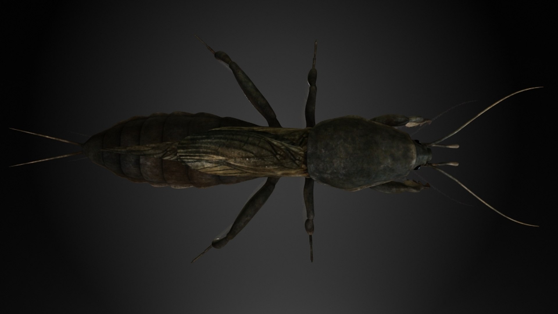 3D Insect Model - TurboSquid 1214365