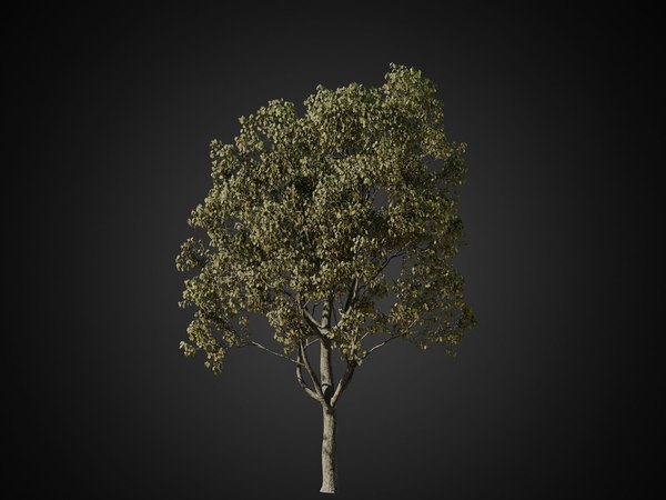 HeliosVegetation vol1 Autumn - leafless tree pack 3D model - TurboSquid ...