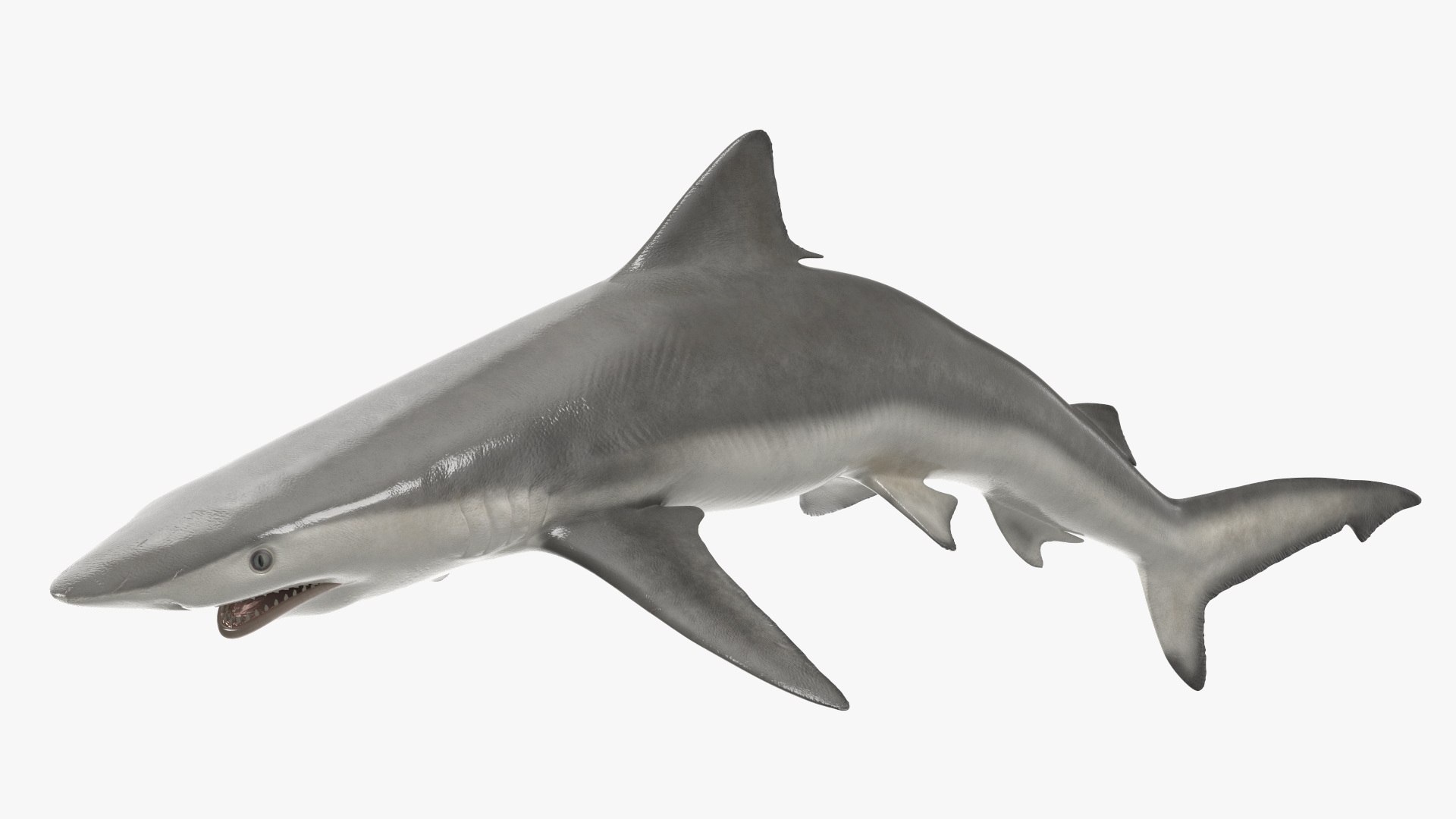3D Model Carcharhinus Porosus Shark Rigged For Cinema 4D - TurboSquid ...