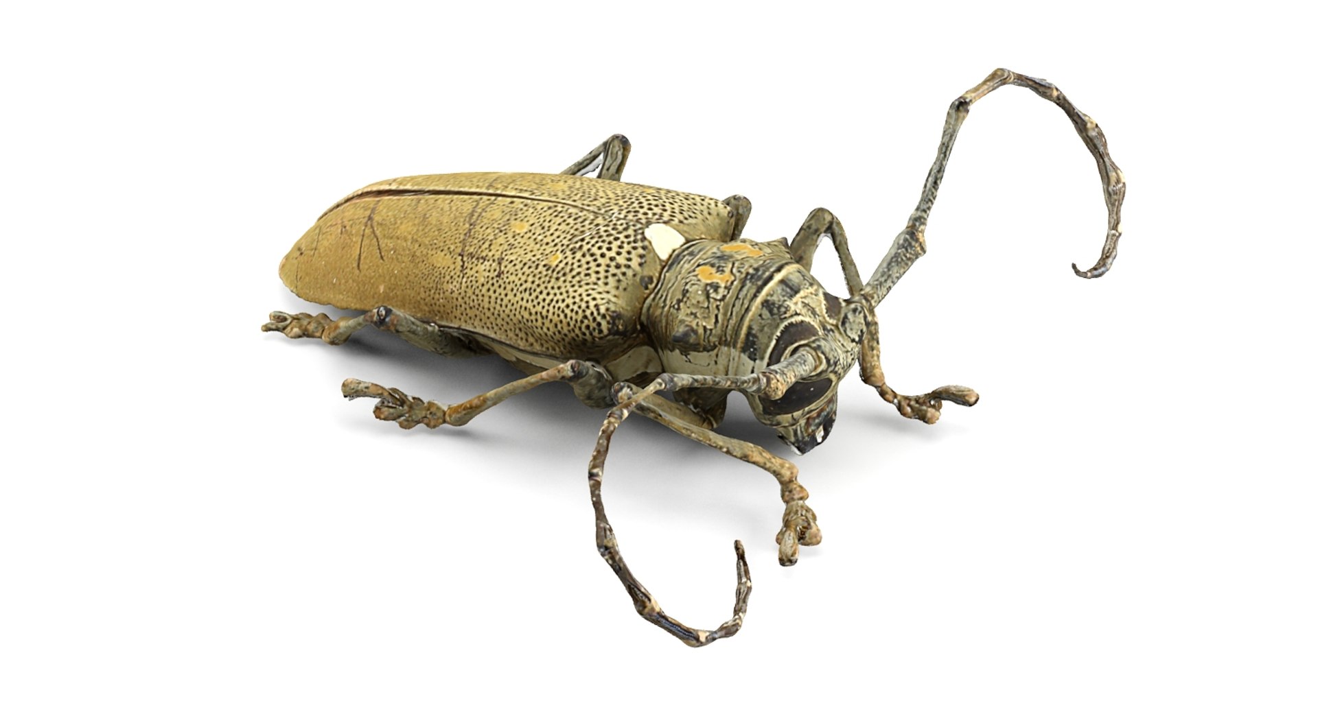 Realistic Beetle 3d 3ds