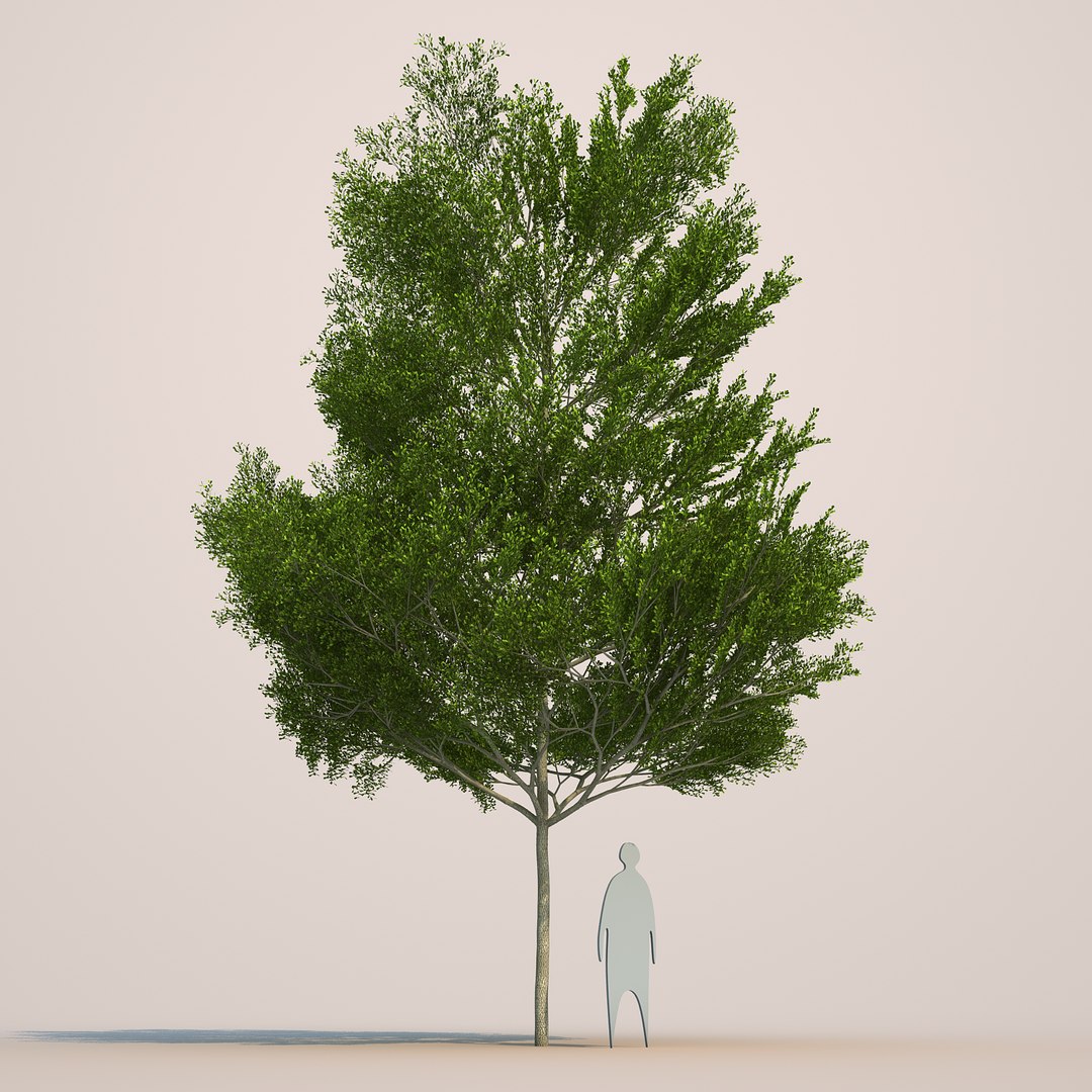 3d 4 Tree