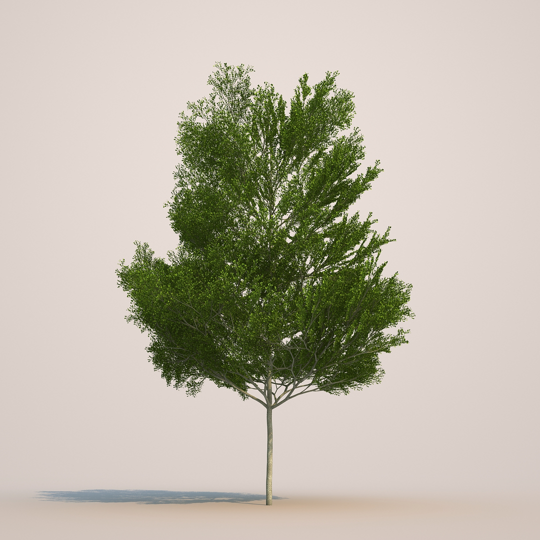 3d 4 Tree