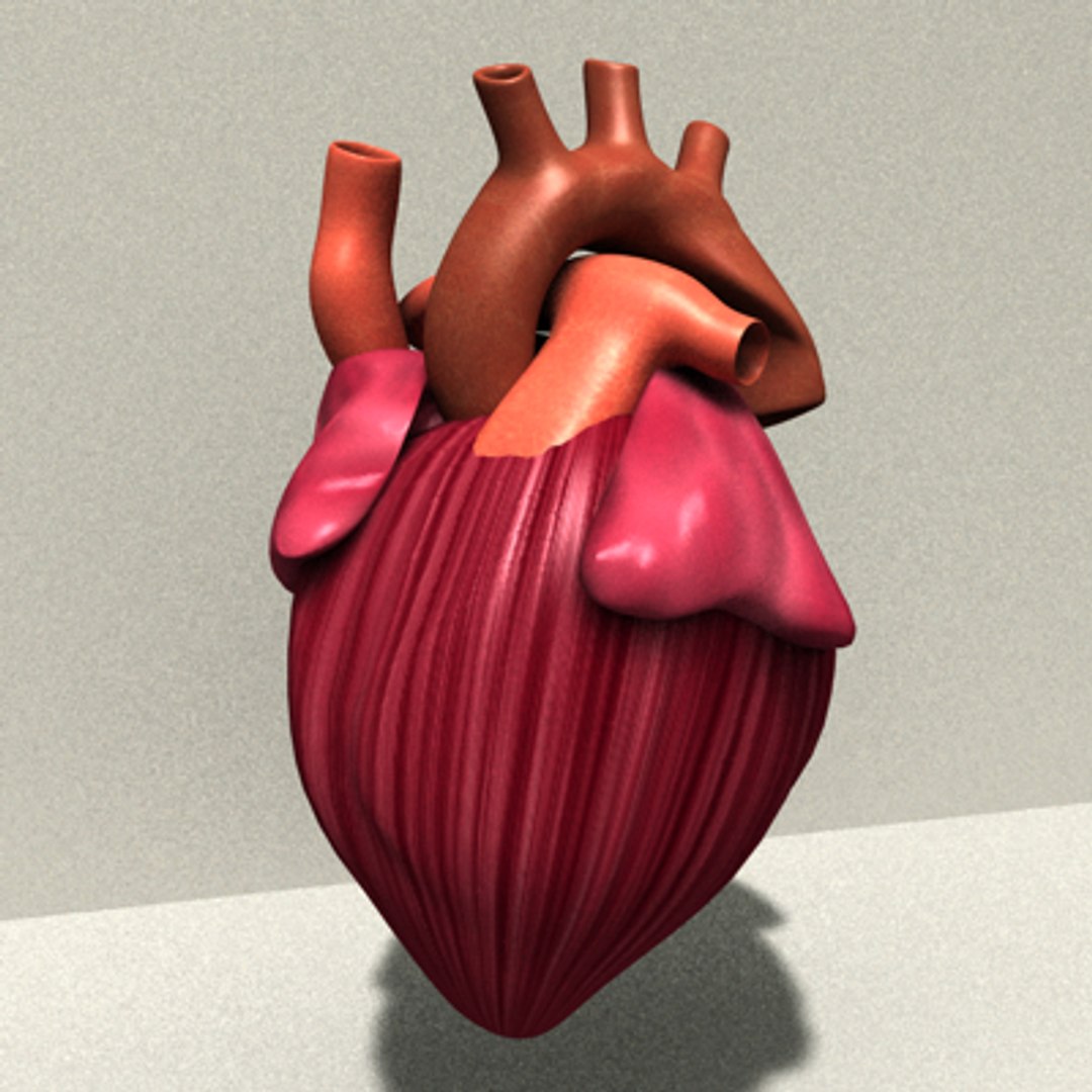 Heart Anatomy 3d Model