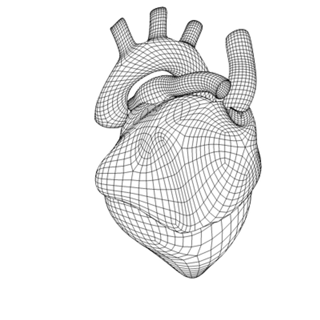 Heart Anatomy 3d Model