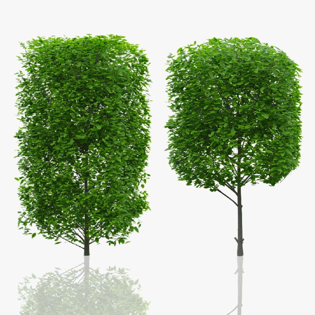 3D shrubs pack model - TurboSquid 1606016